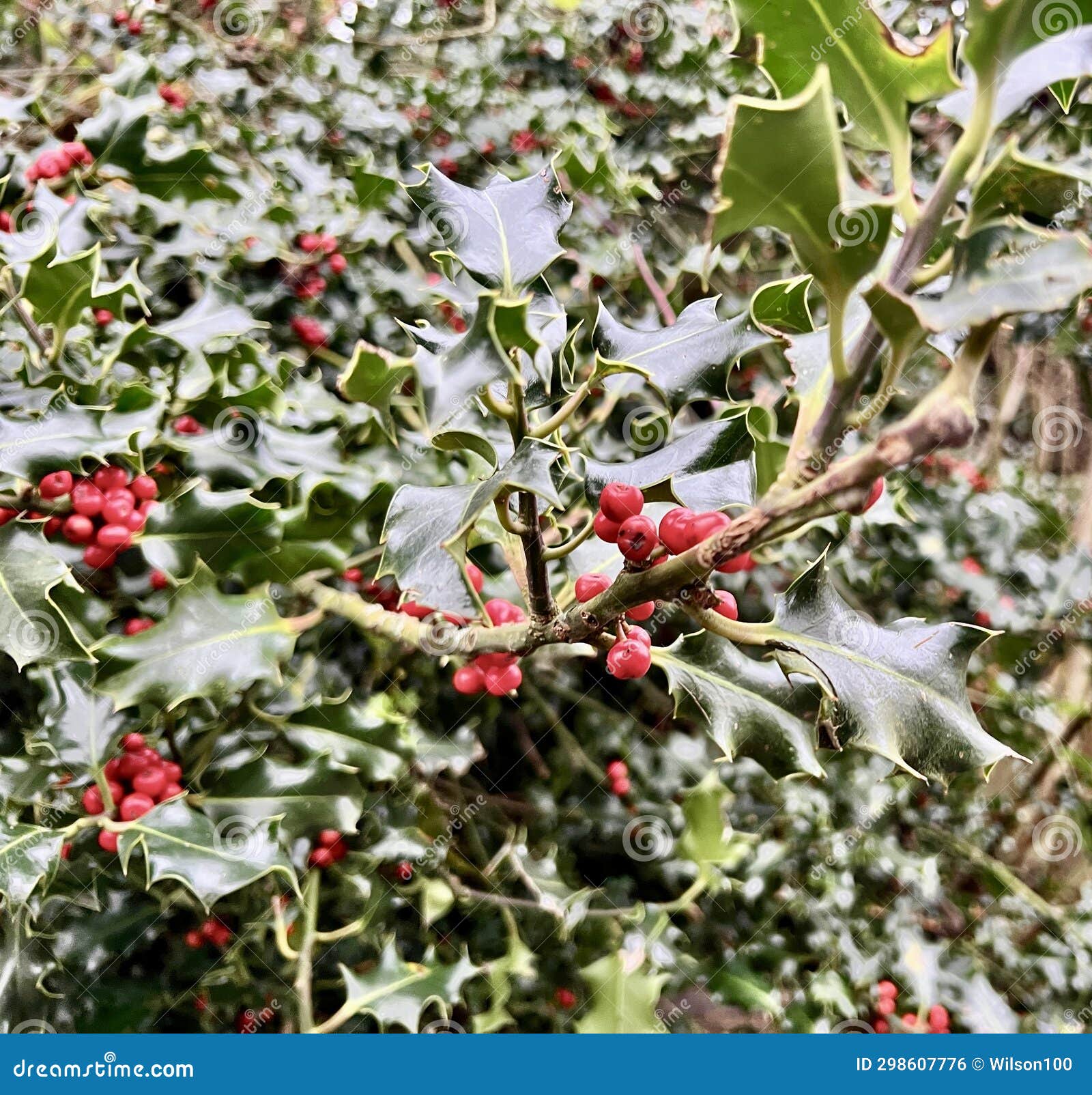 Holly Bush with Red Berries Stock Photo - Image of christmas, berry ...