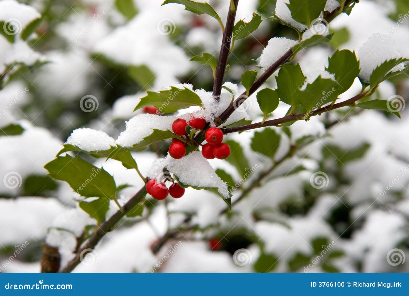 Holly Bush Hedge With Red Berries Against Blue Sky Background Royalty ...