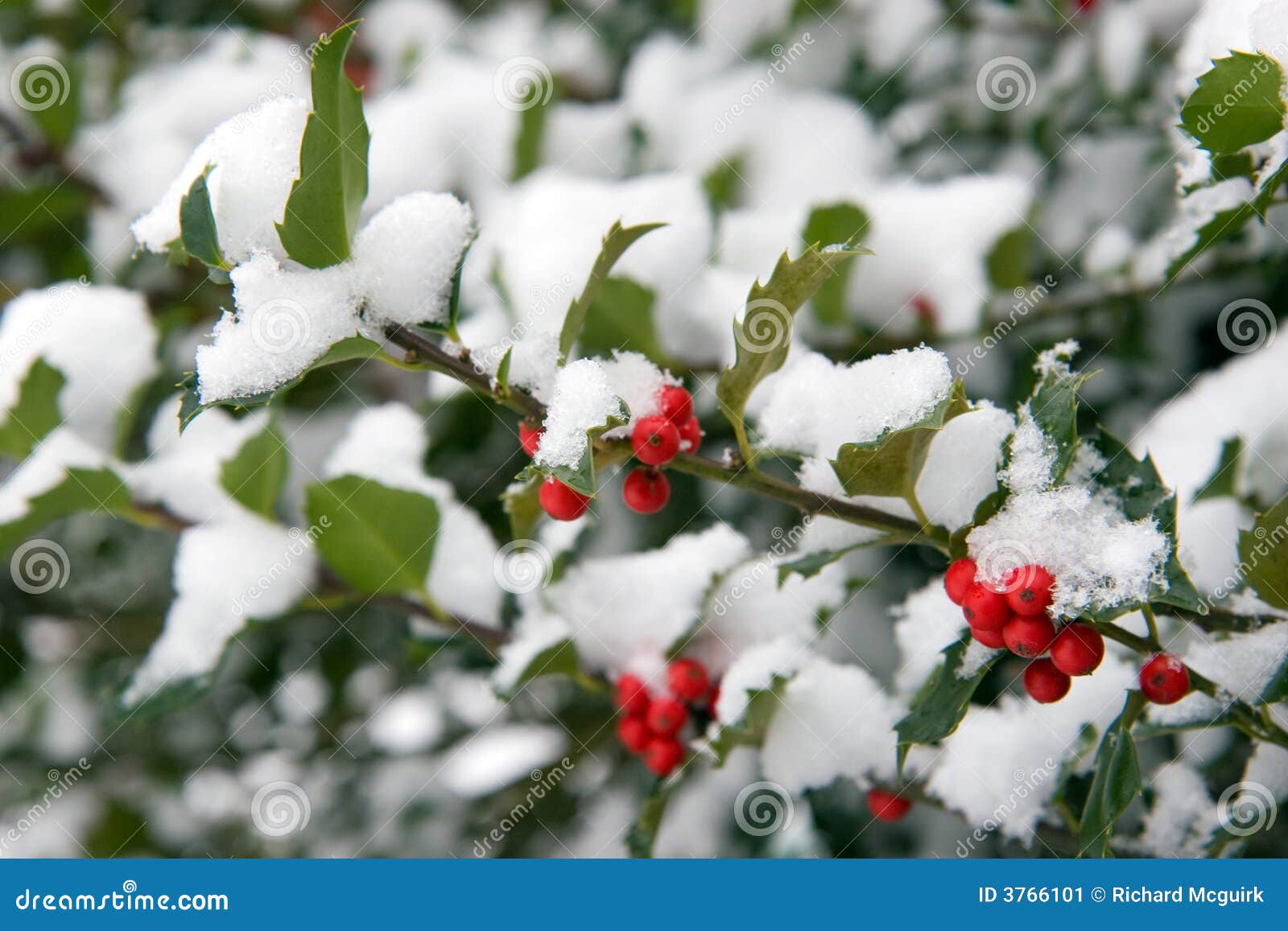 Holly Plant Snow