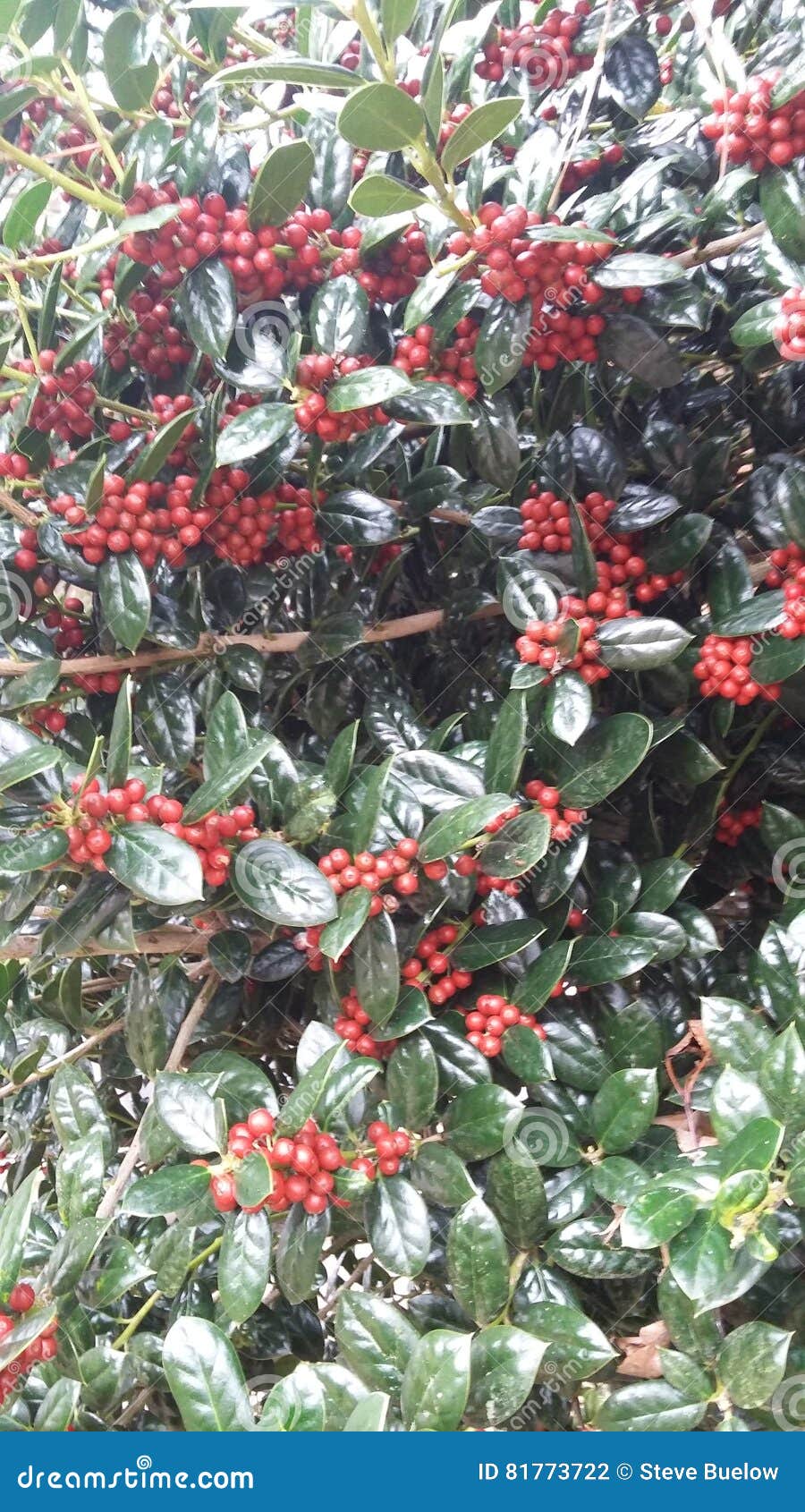 Holly bush stock photo. Image of leaves, berrys, outdoors - 81773722