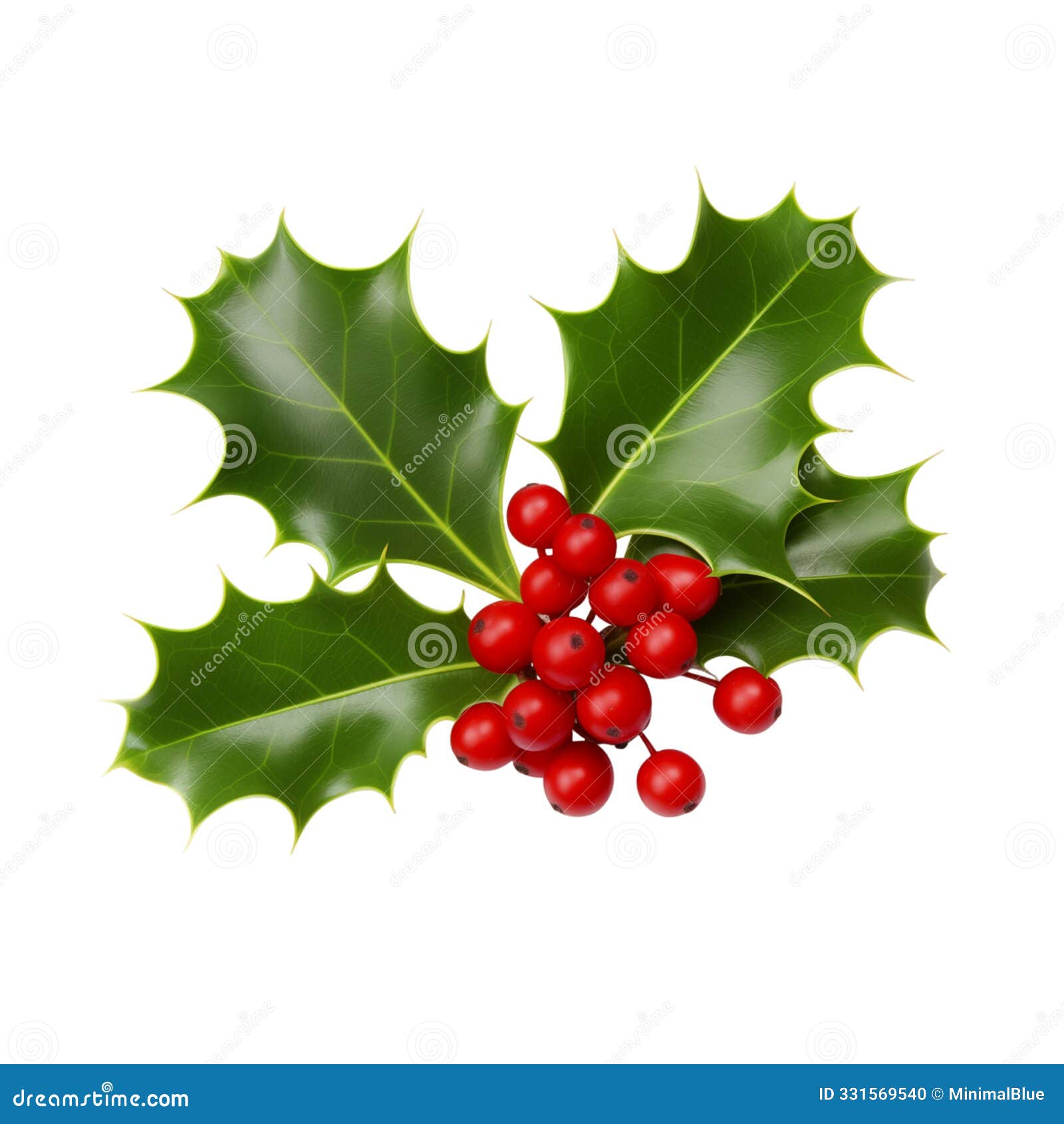 Holly Cutout Isolated on White Background Stock Illustration ...