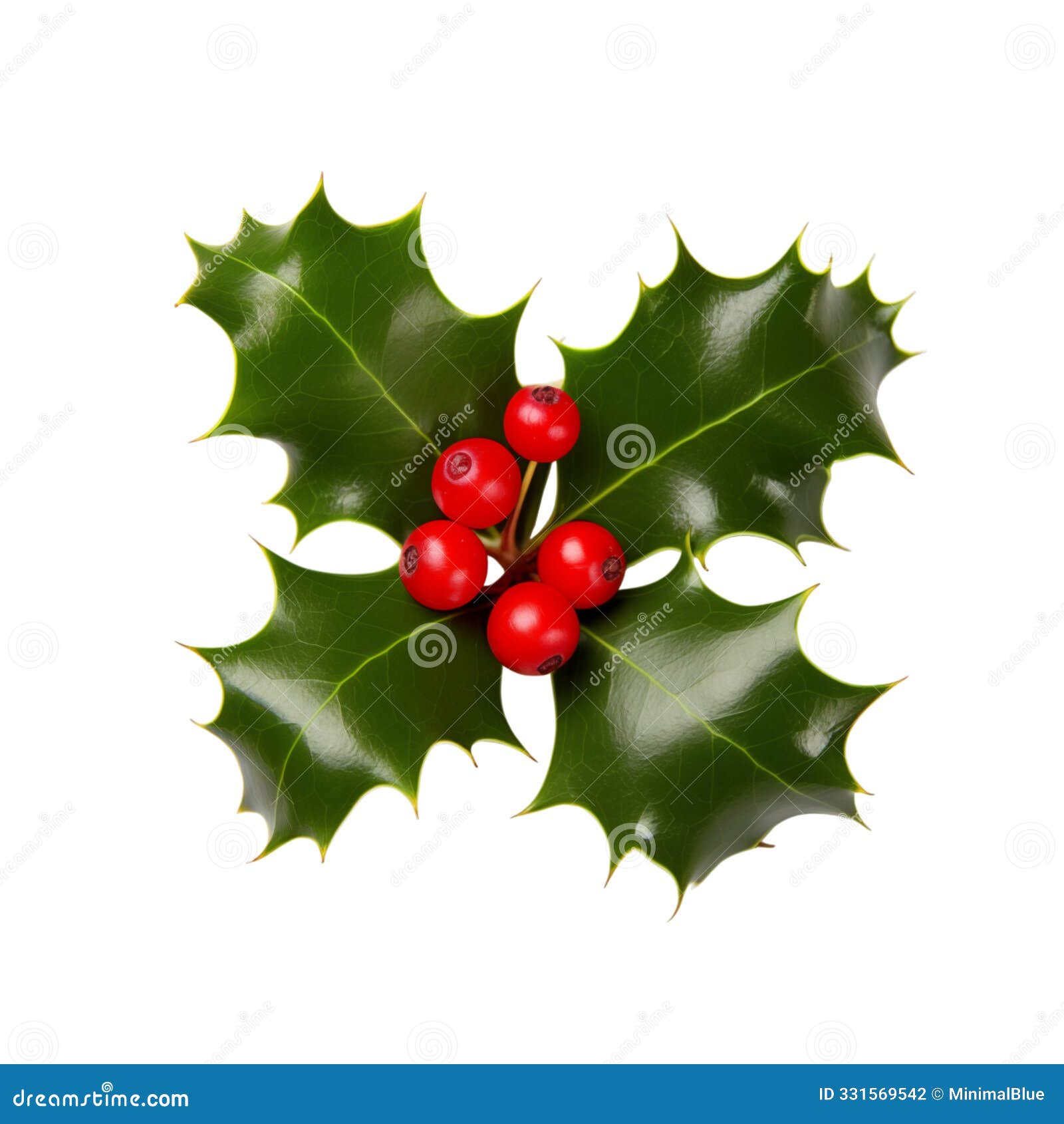 Holly Cutout Isolated on White Background Stock Illustration ...