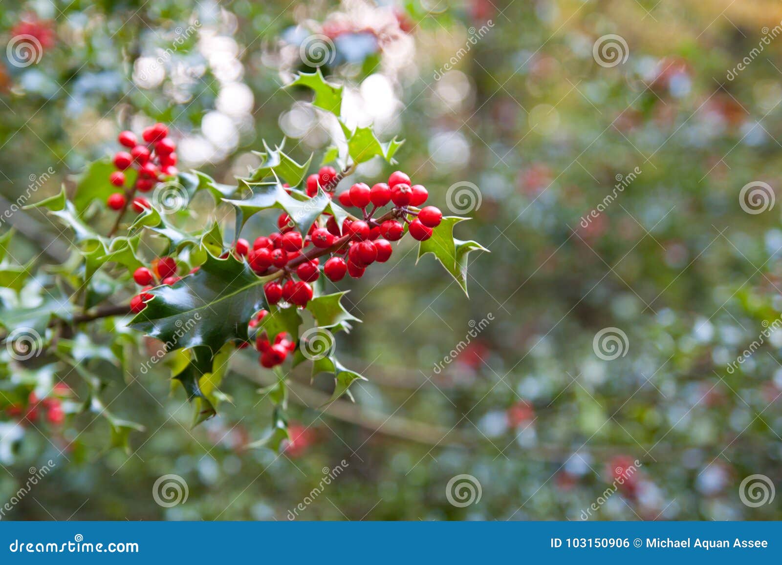 Holly growing in the wild stock photo. Image of leaf - 103150906