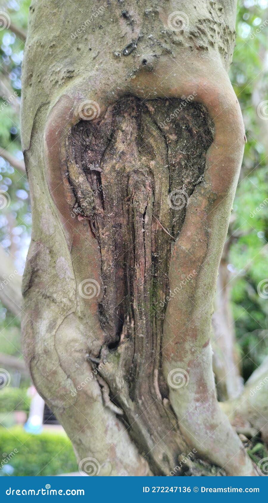 Holly hole pic stock photo. Image of poor, holly, tree - 272247136