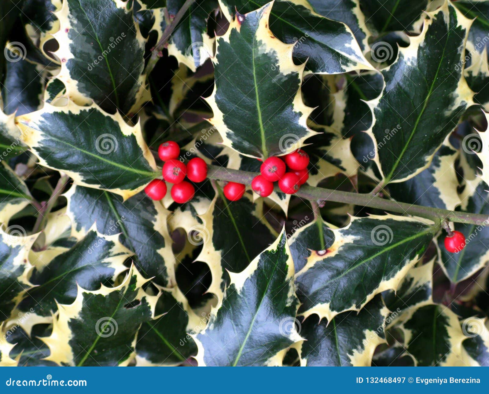 Holly stock image. Image of holly, tree, branch, leave - 132468497