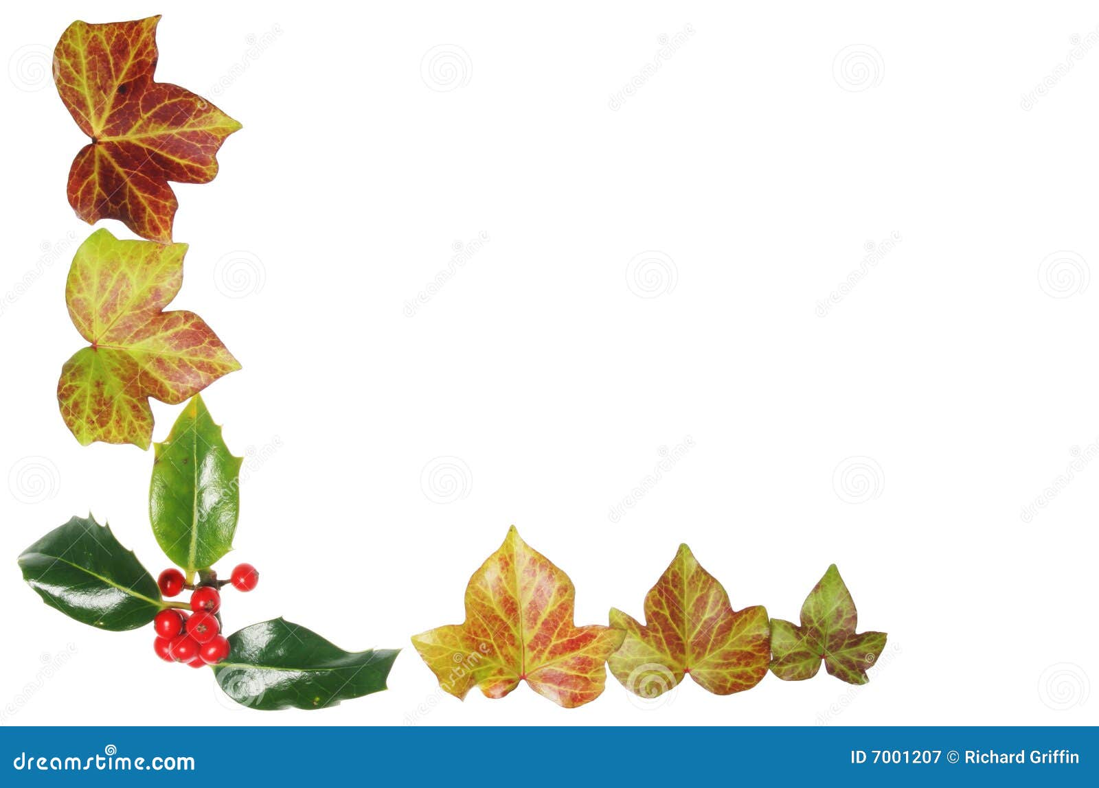 Holly And Ivy Corner Frame Royalty-Free Stock Photography ...