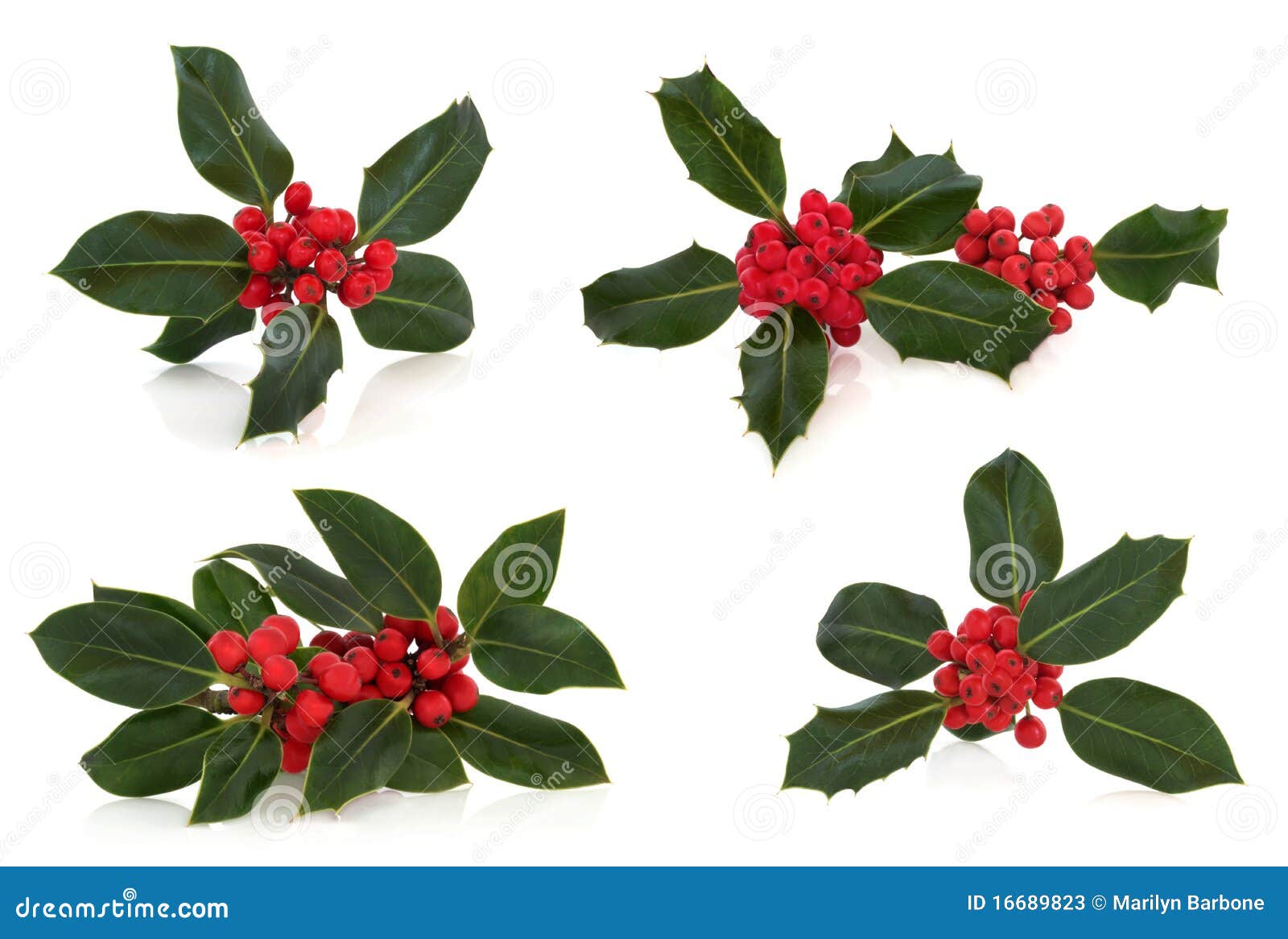 Holly Leaf and Berry Sprigs Stock Image - Image of sampler, poisonous ...