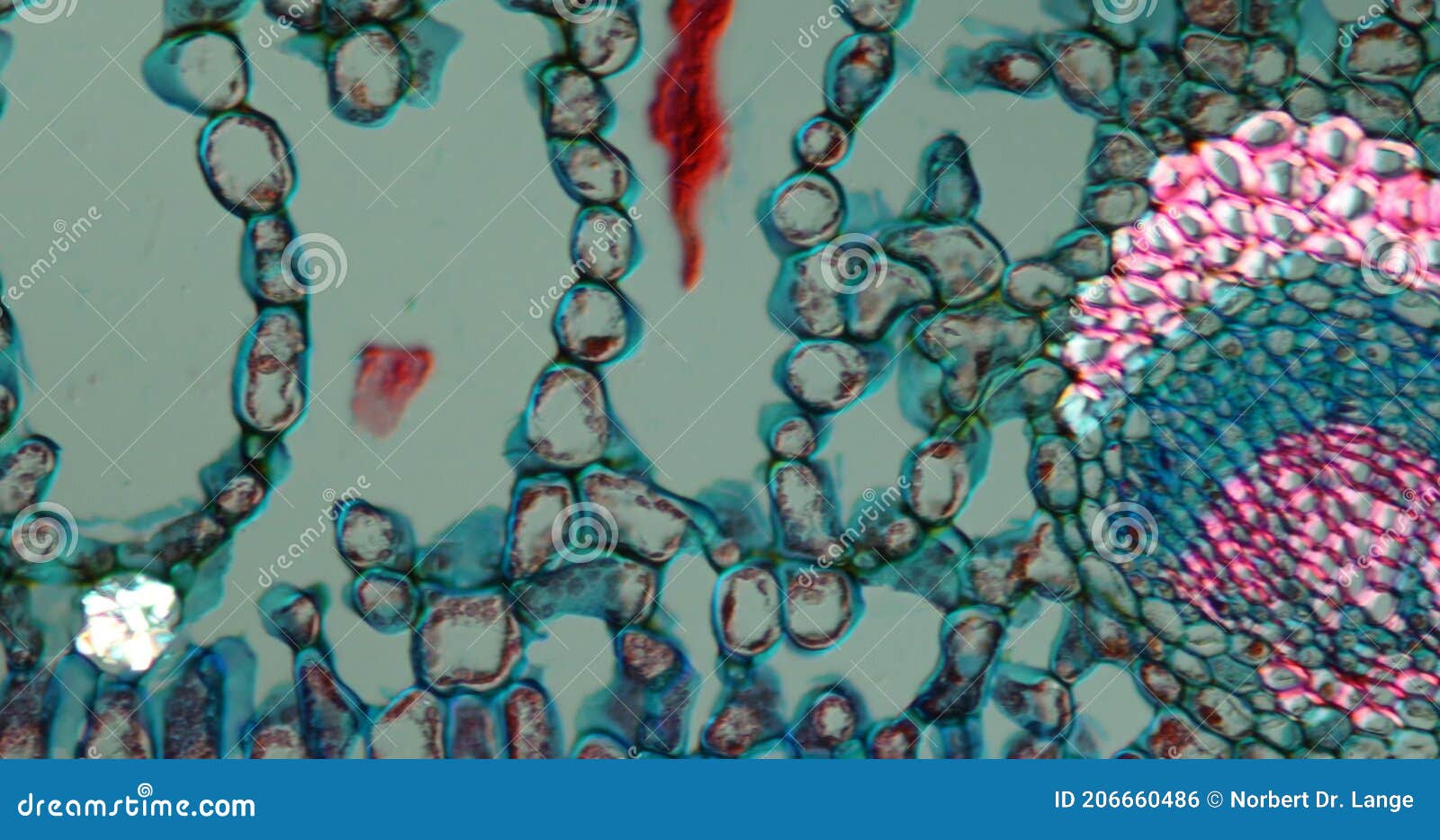 Holly leave tissue stock footage. Video of movement - 206660486