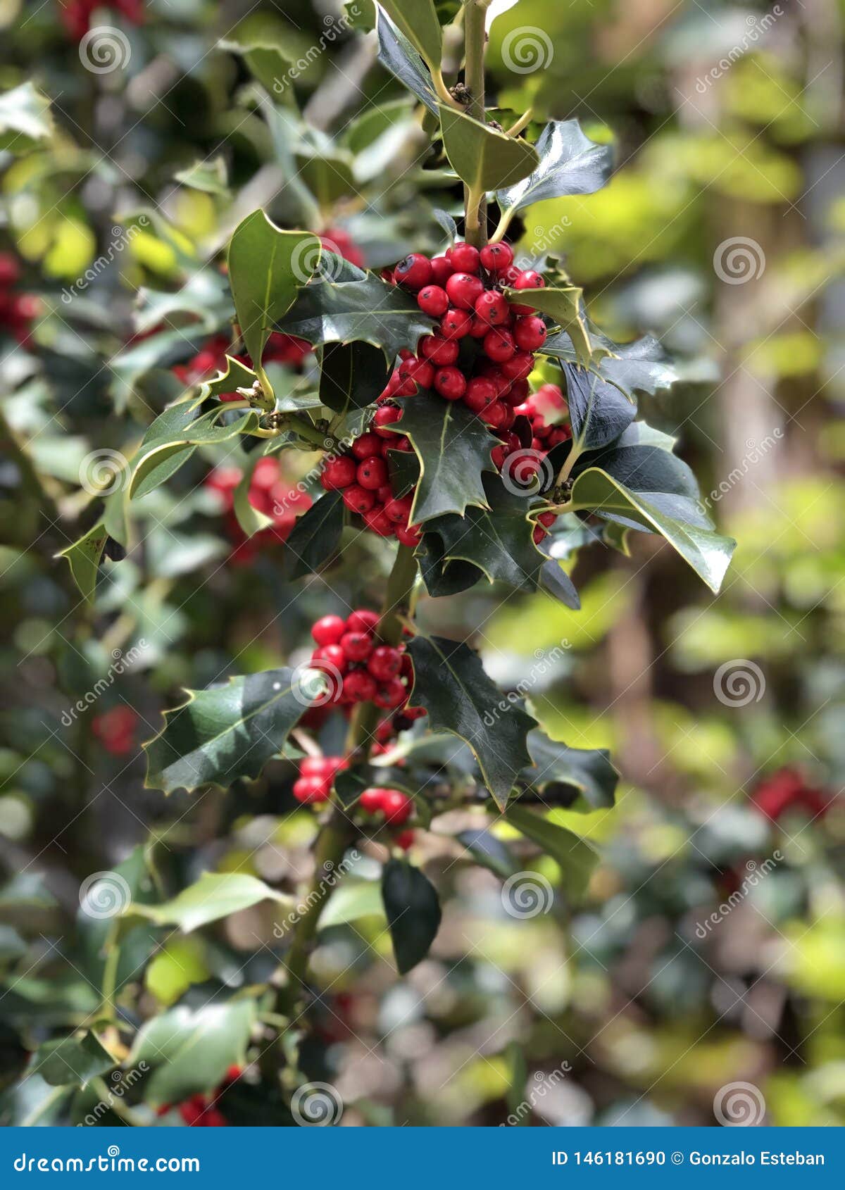 Holly Plant with Red Berries Stock Photo - Image of botanical ...