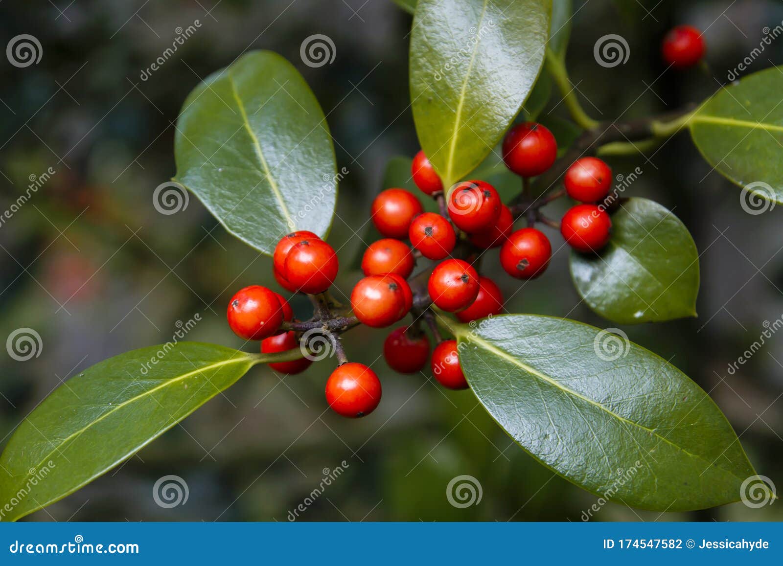 Holly red berries stock photo. Image of foliage, ilex - 174547582