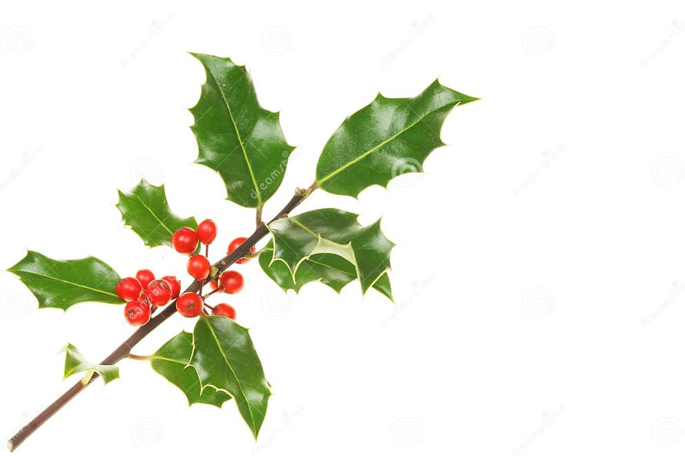 Holly sprig stock image. Image of evergreen, isolated - 11169309