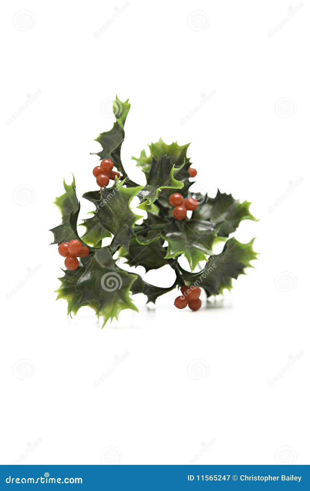 Holly sprig stock image. Image of holiday, decoration - 11565247