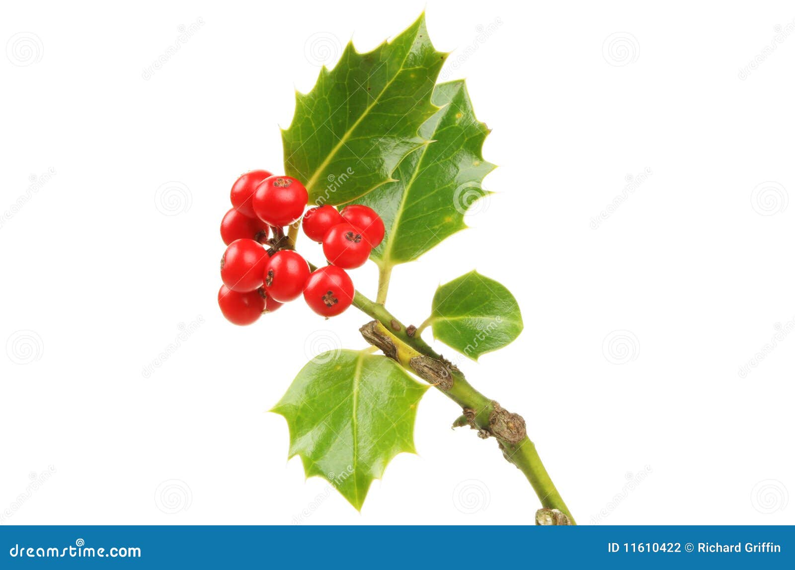 Holly sprig stock photo. Image of branch, green, holly - 11610422