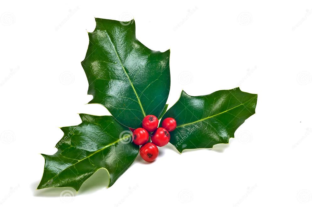 Holly sprig stock photo. Image of xmas, festive, sprig - 11857682