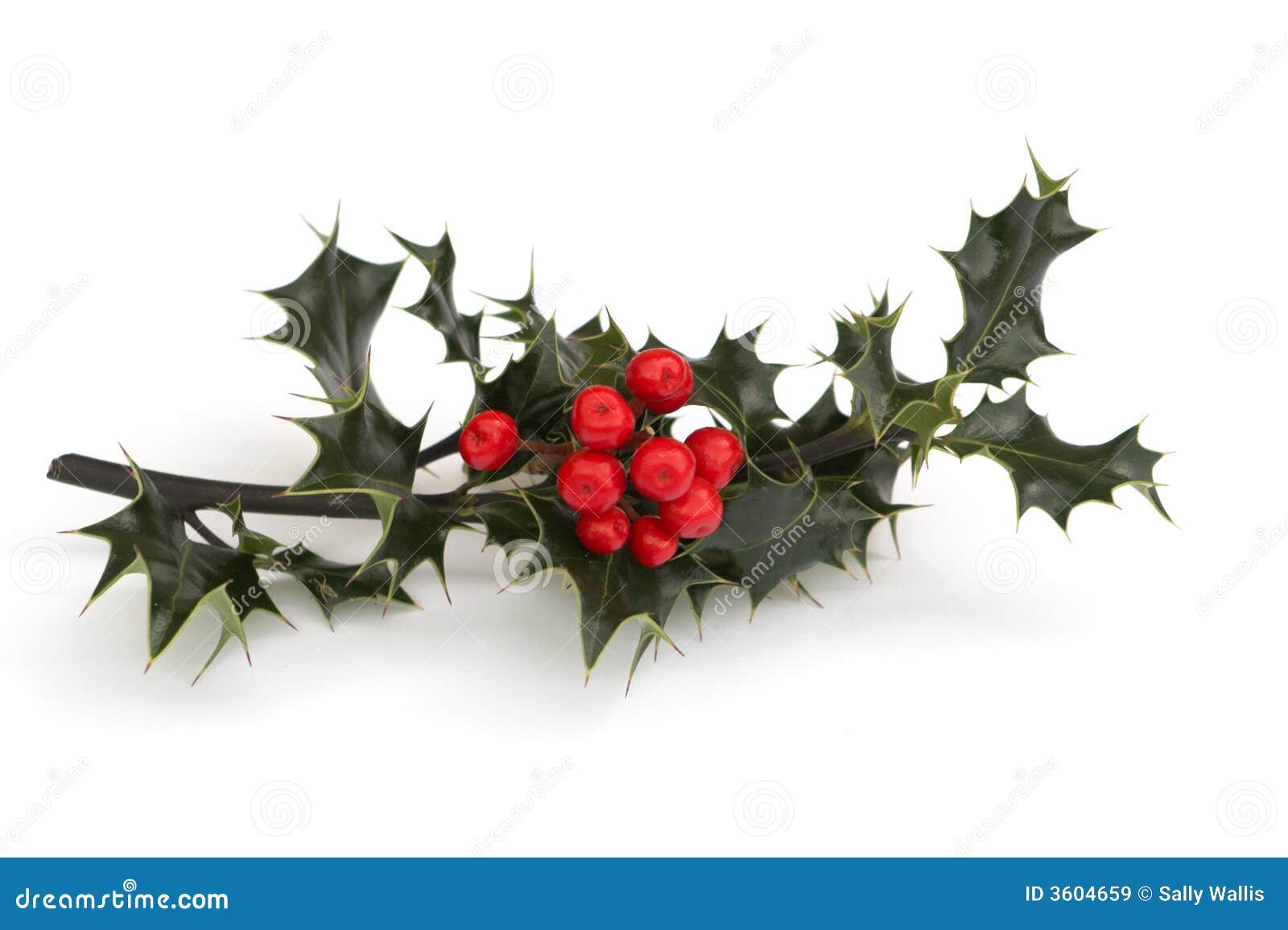 Holly Sprig stock image. Image of christmas, celebration - 3604659