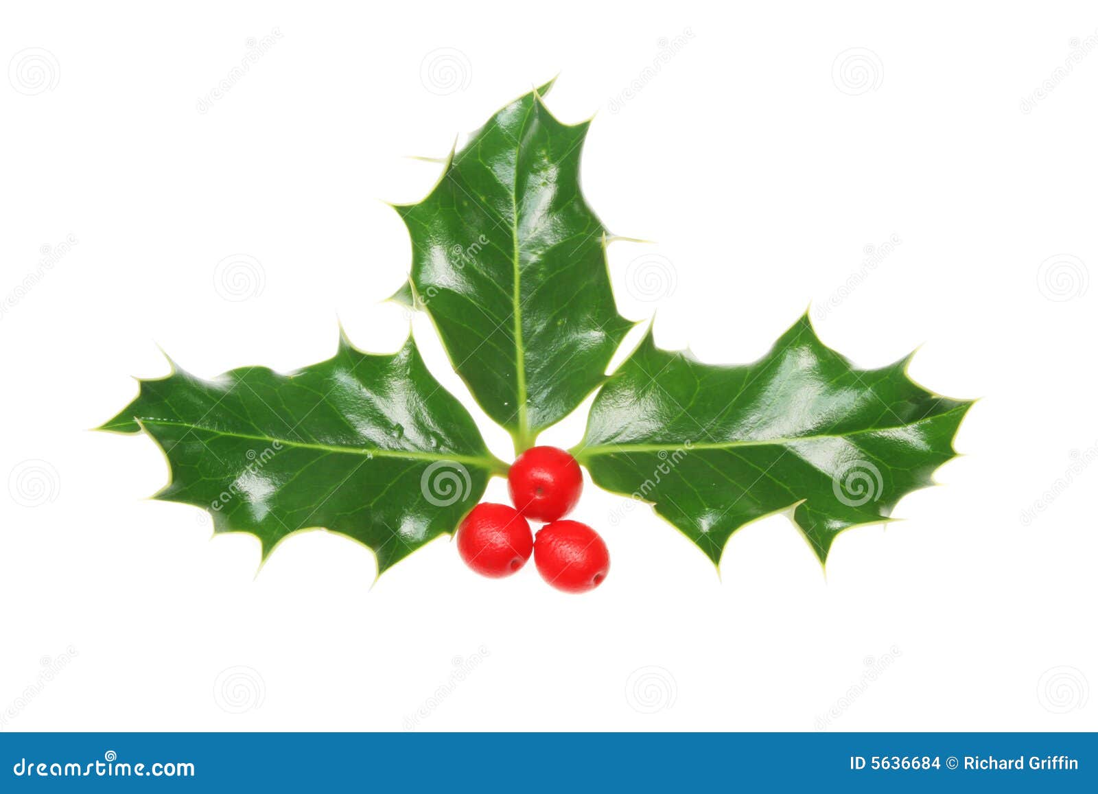 Holly sprig stock photo. Image of berry, holly, fruit - 5636684