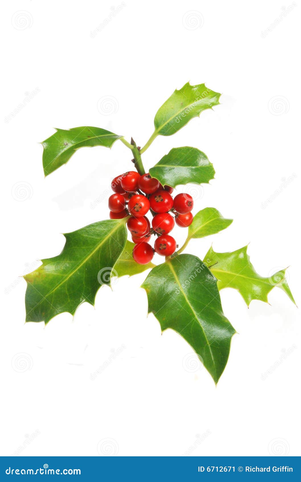Holly sprig stock image. Image of leaf, sprig, holly, ripe - 6712671