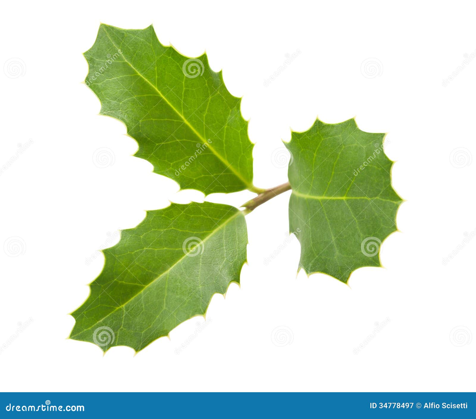 Holly sprig stock image. Image of ruscus, branch, natural - 34778497