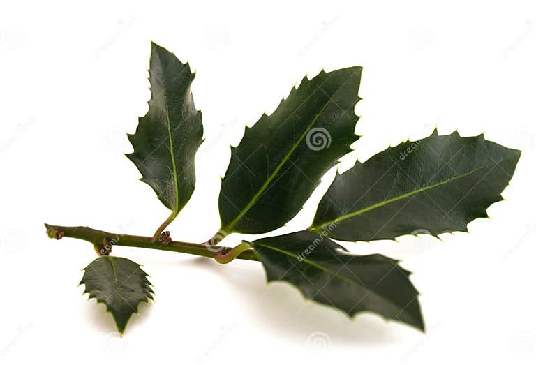 Holly sprig stock image. Image of foliage, pungent, variegated - 355000937