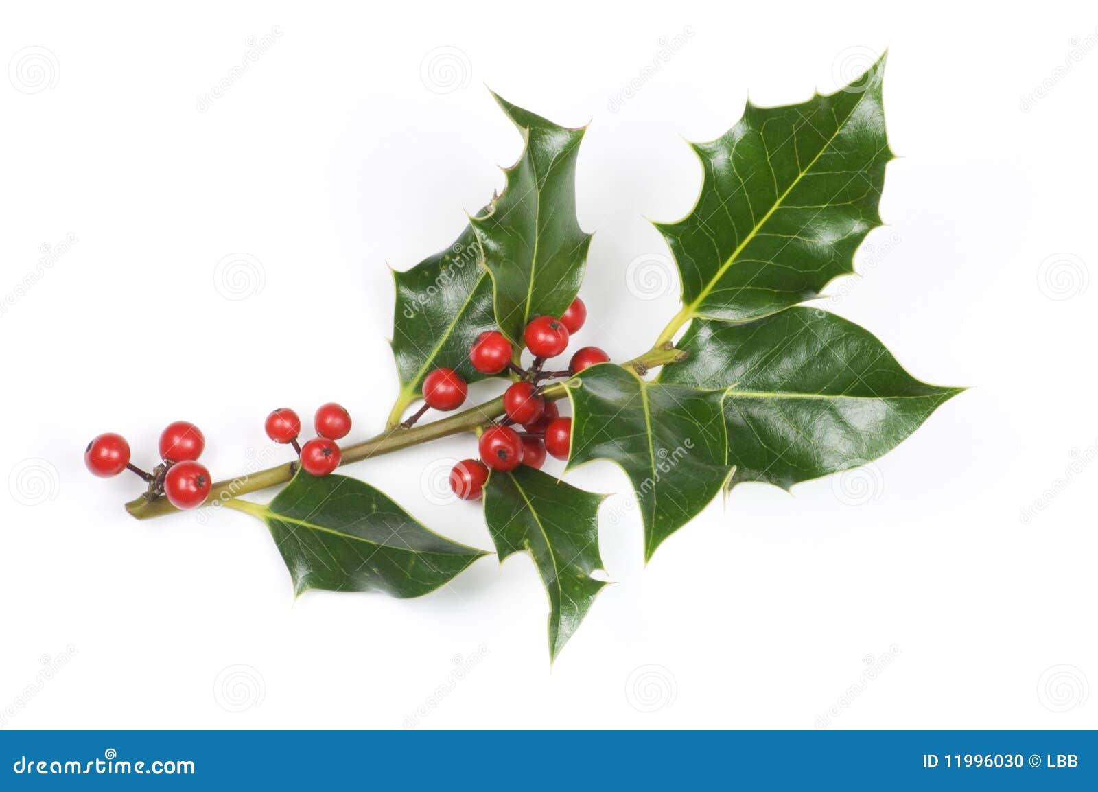 Holly_sprig_large_isolated stock photo. Image of green - 11996030