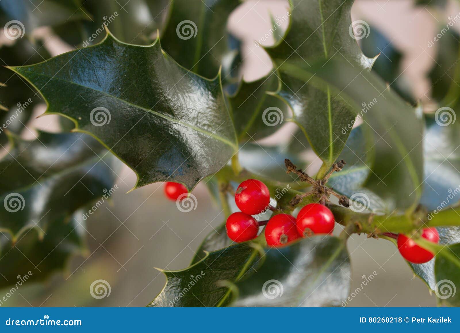 Holly sprig stock photo. Image of xmas, symbol, bush - 80260218
