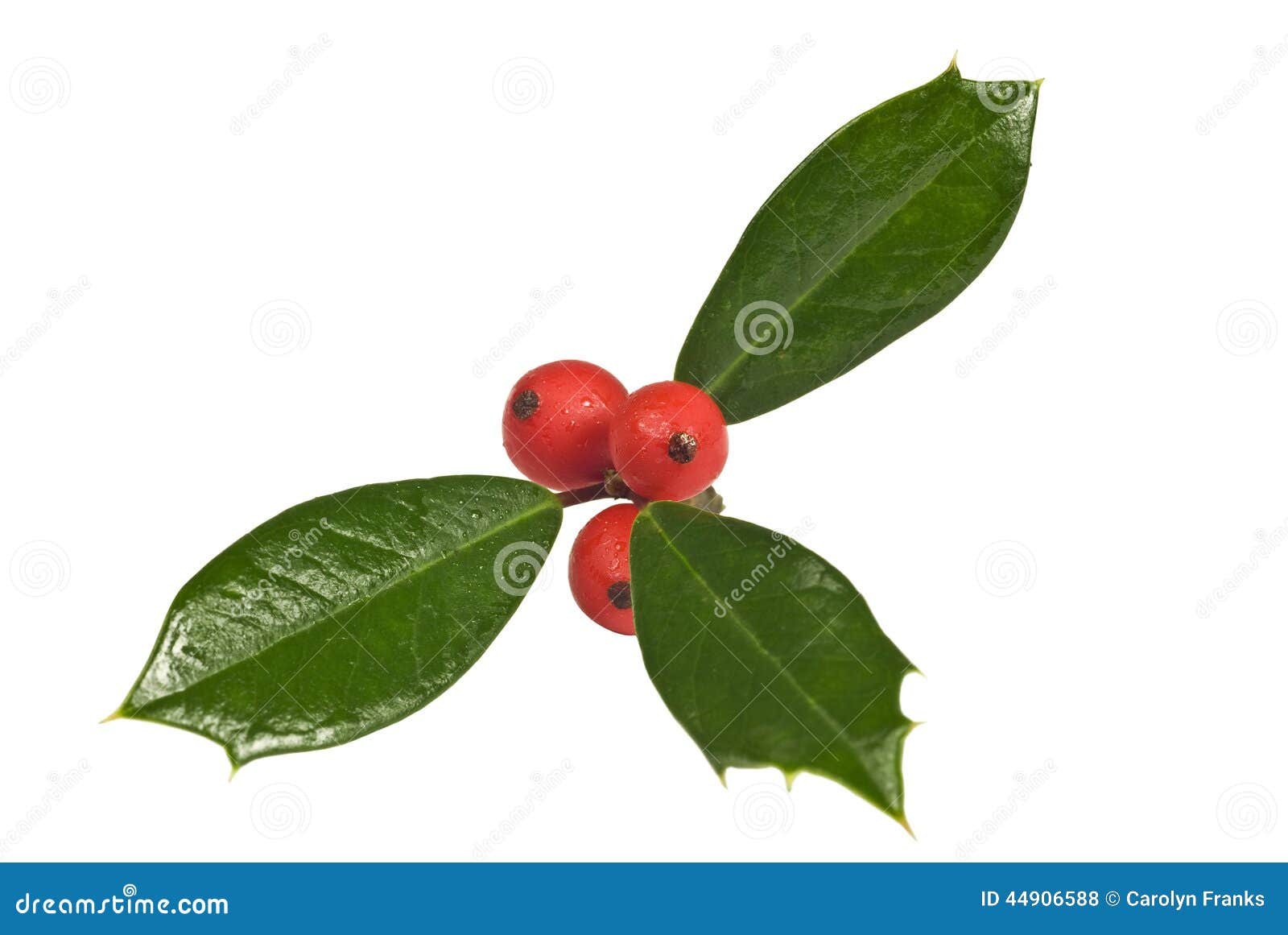 Holly Sprig stock photo. Image of plant, close, branch - 44906588
