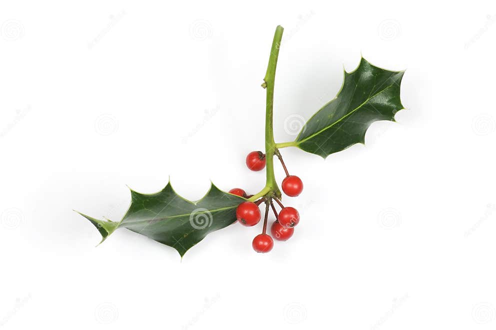 Holly_sprig_small_isolated stock image. Image of leaf - 11996021