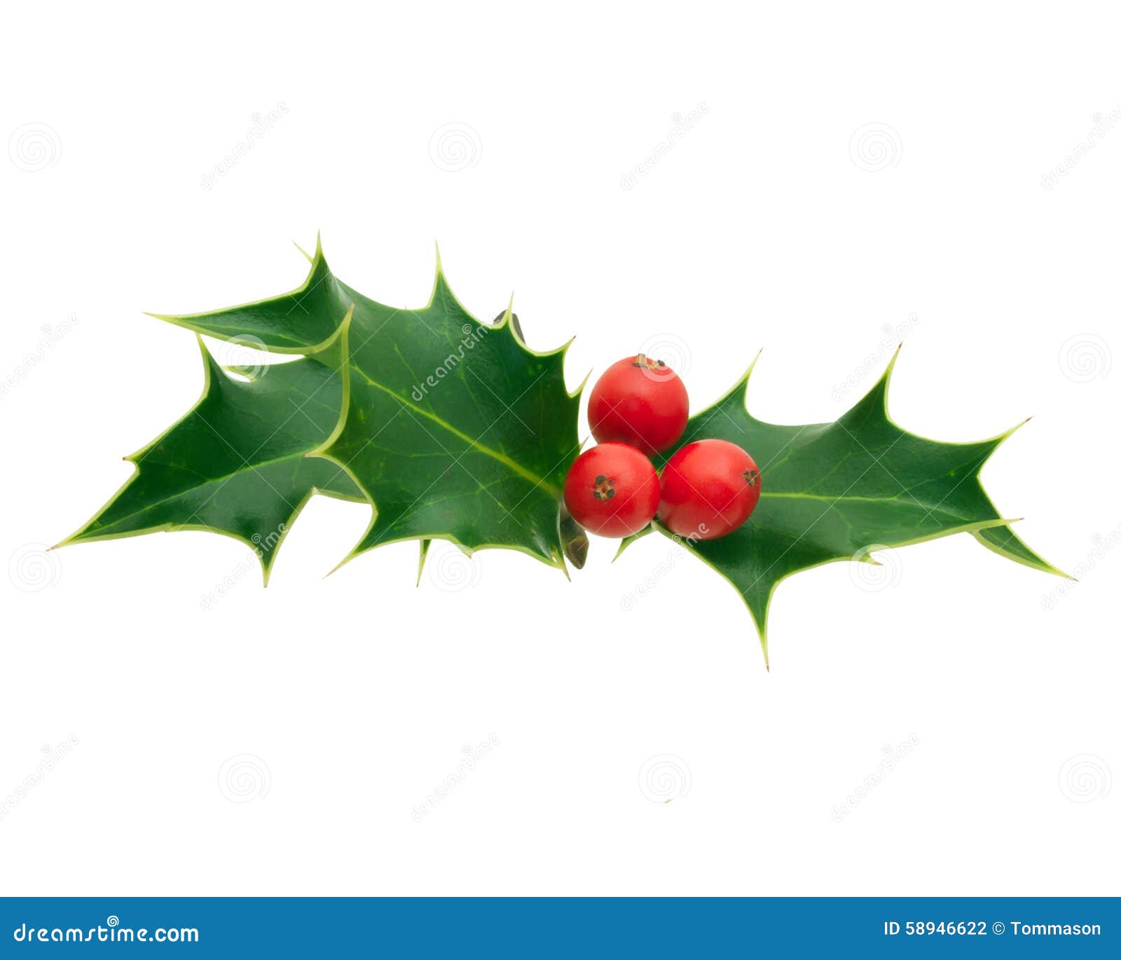 Holly stock photo. Image of traditional, holly, sprig - 58946622