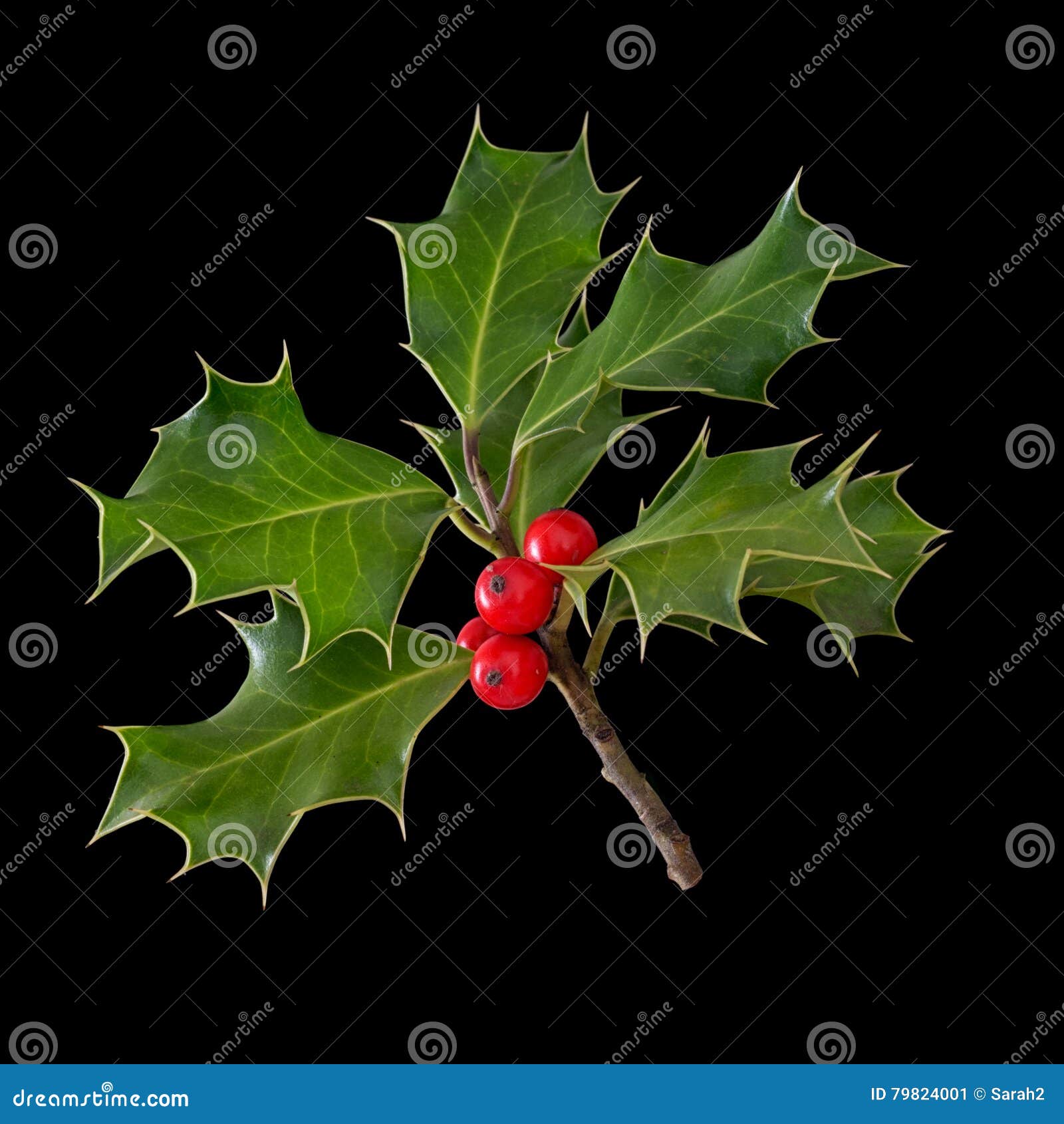 Holly Spring on Black with Berries. Stock Image - Image of evergreen ...