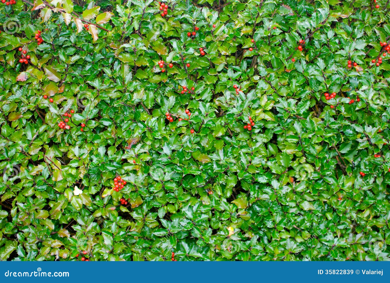 Holly Texture stock image. Image of holiday, plants, colorful - 35822839