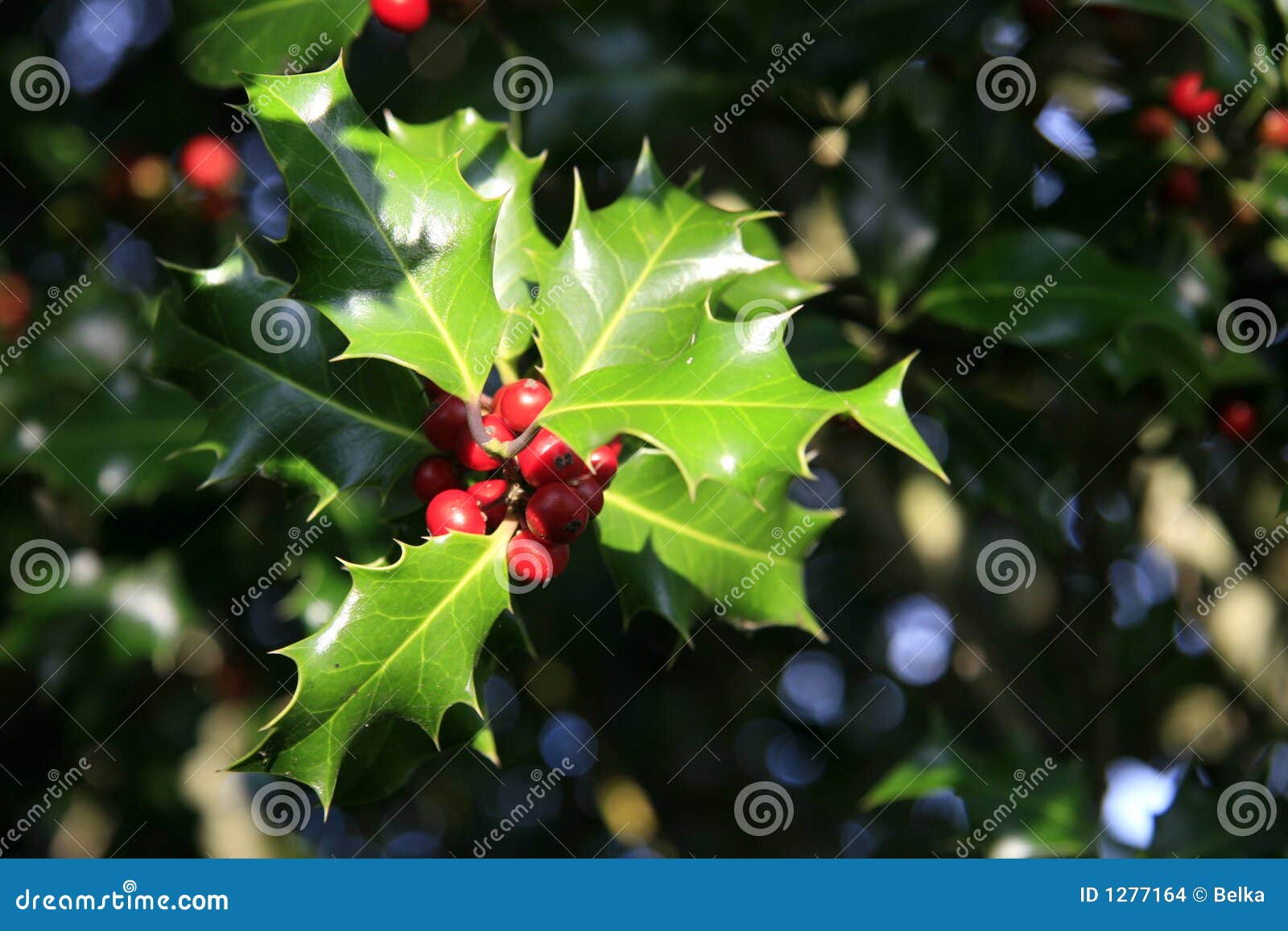Holly tree stock photo. Image of occasion, merry, shiny - 1277164