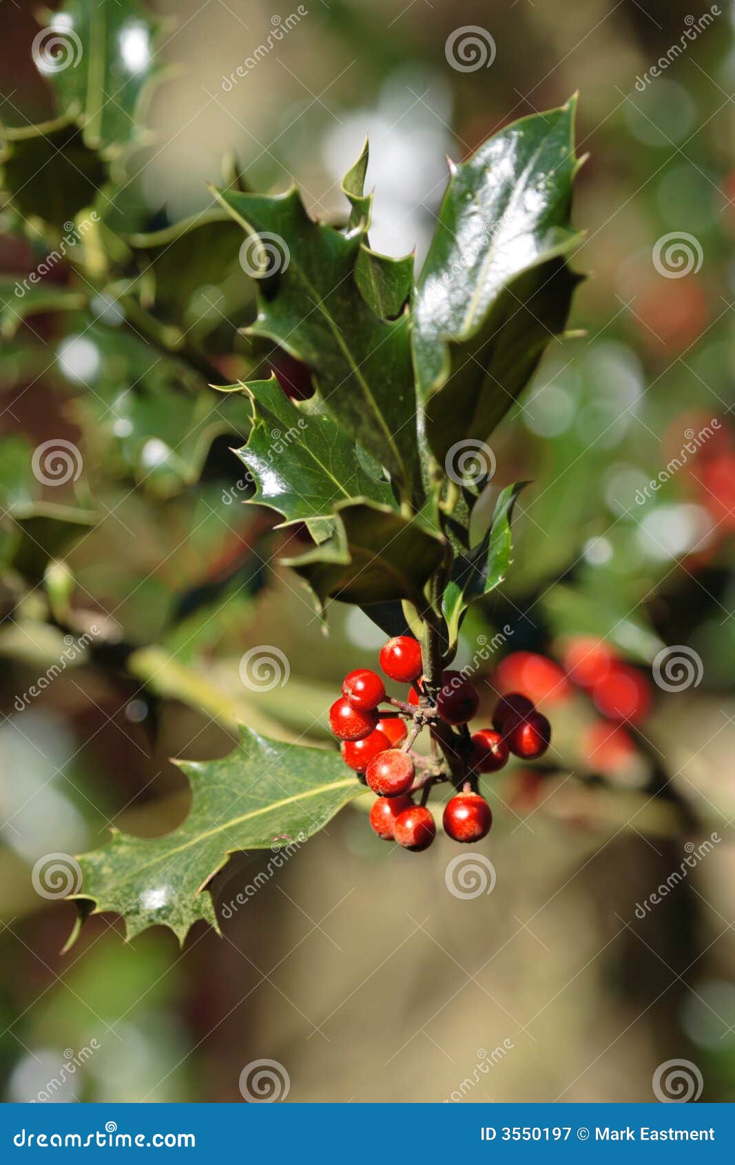 Holly tree stock image. Image of berries, leaf, tree, winter - 3550197