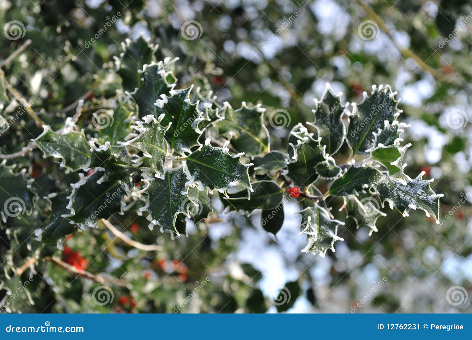 Holly tree branch stock image. Image of tree, decor, spring - 12762231