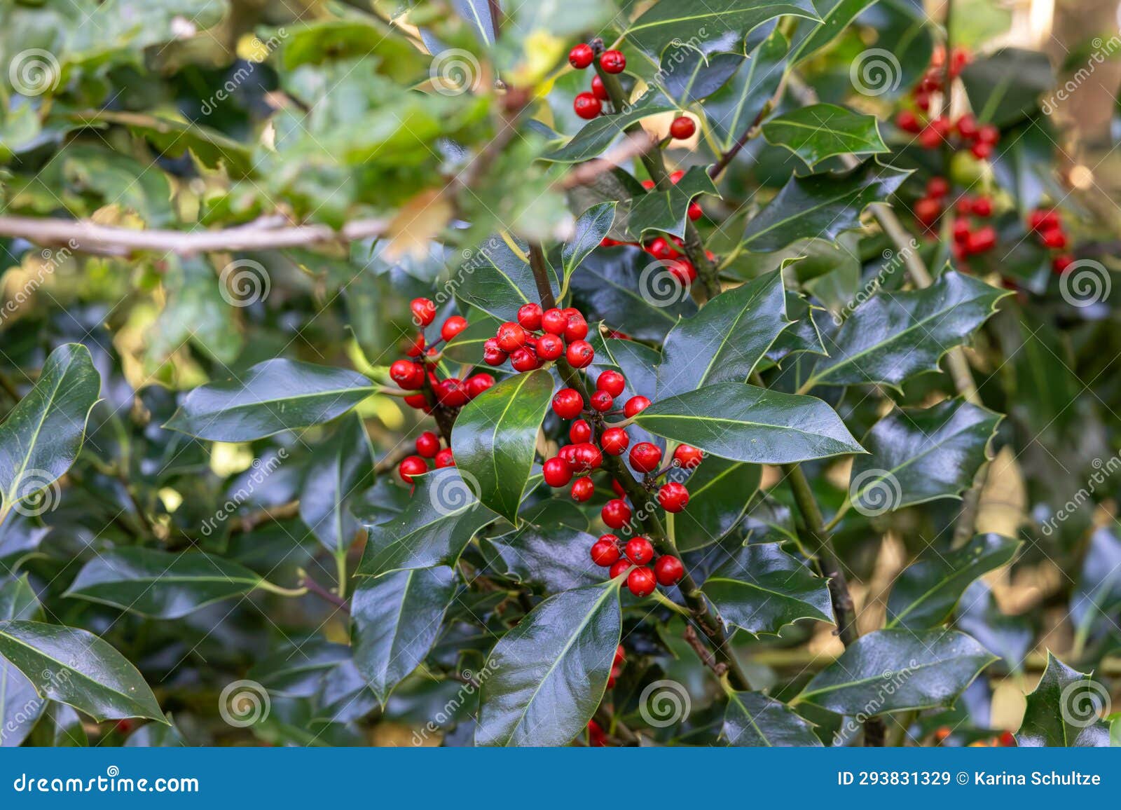 Holly Tree Branch (German European Holly) with Red Berries, Background ...