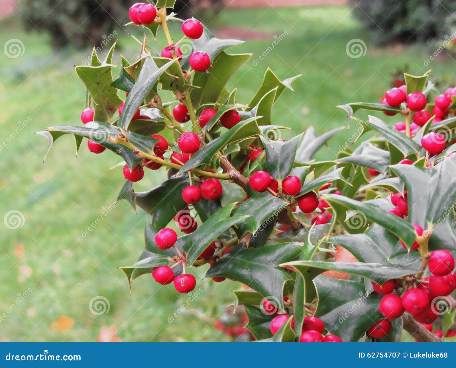 Holly Tree Branch with Red Berries Stock Image - Image of berries ...
