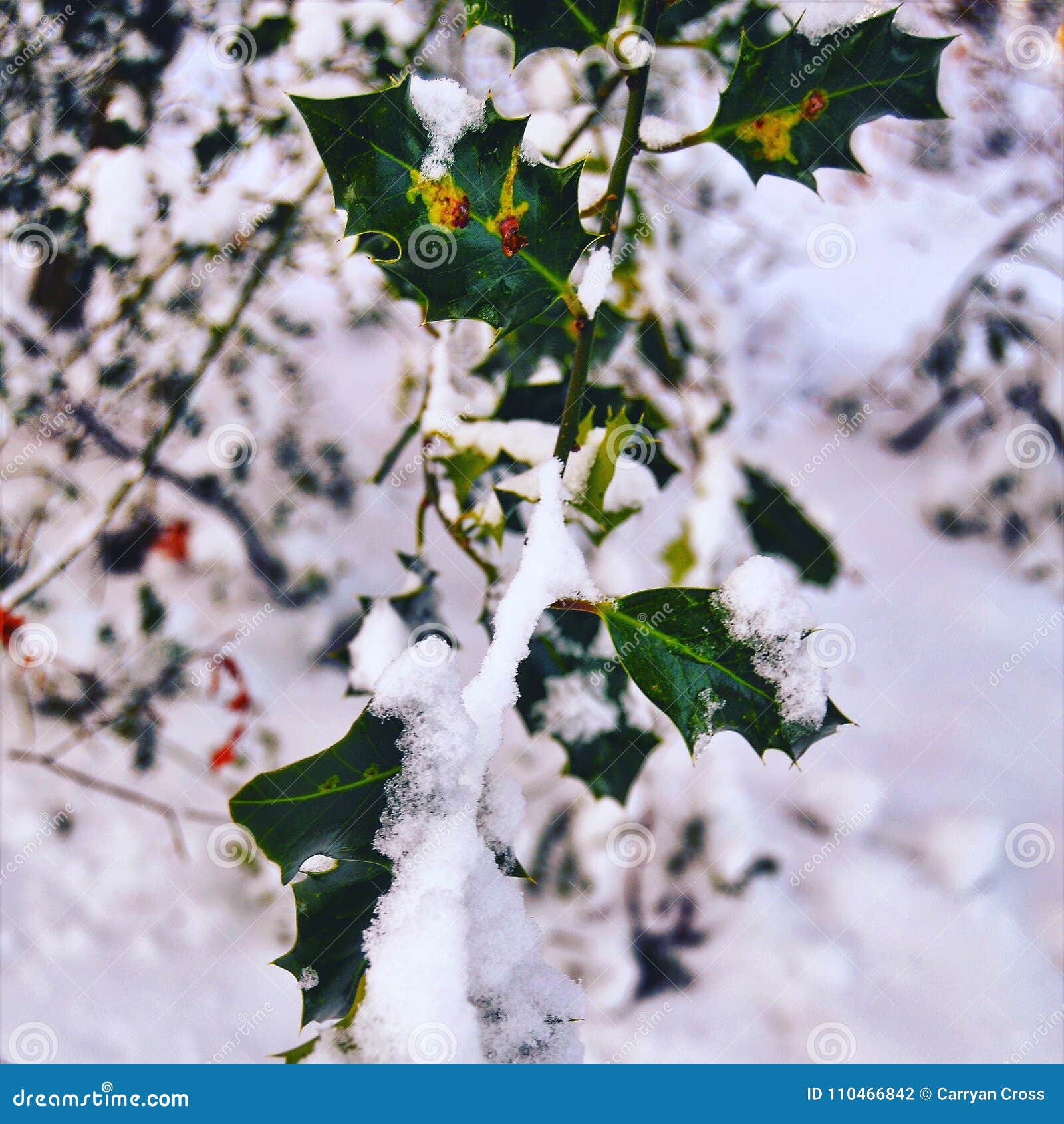 The Holly Tree stock photo. Image of snow, branch, holly - 110466842