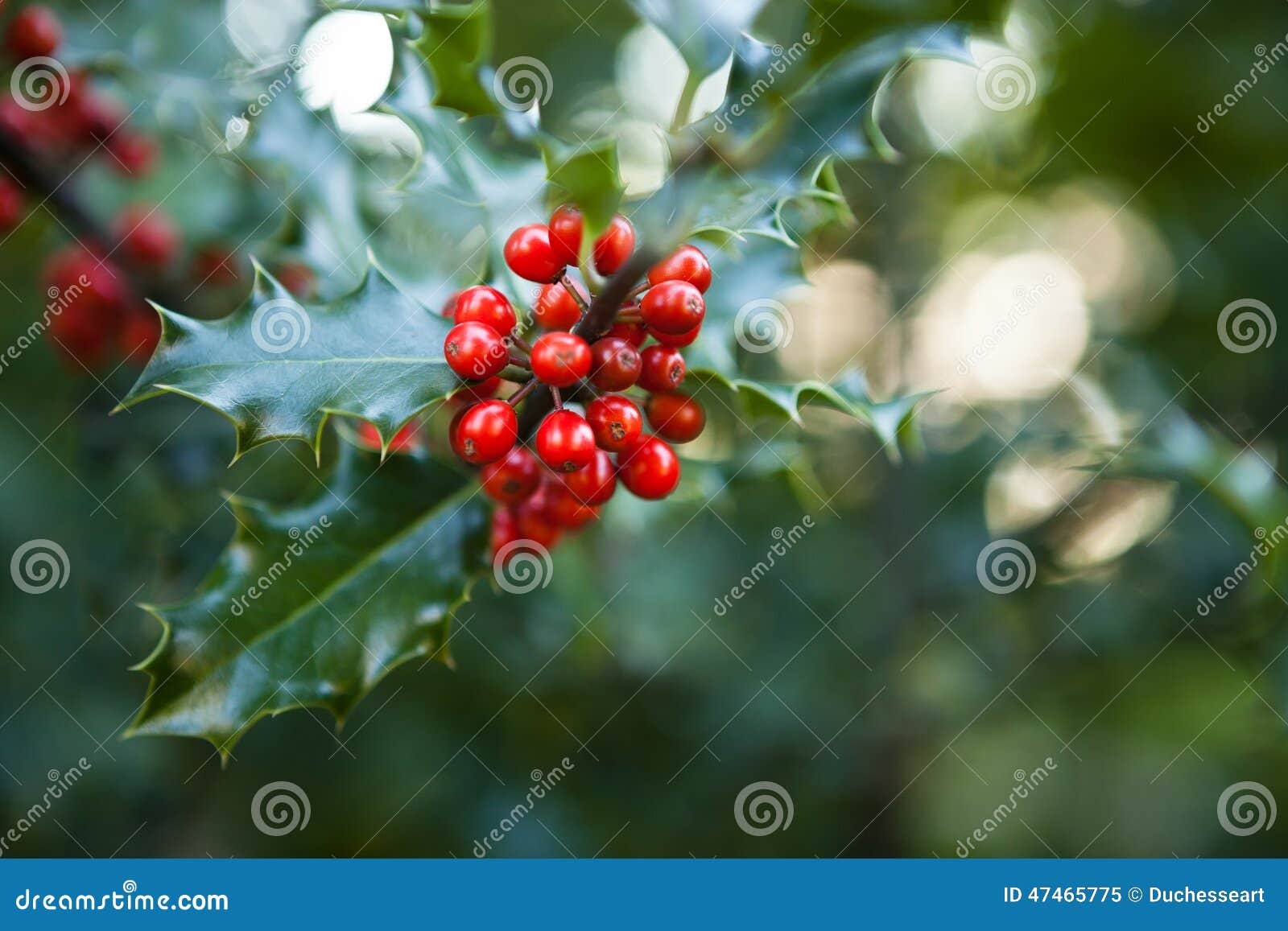Holly tree stock image. Image of christmas, tradition - 47465775