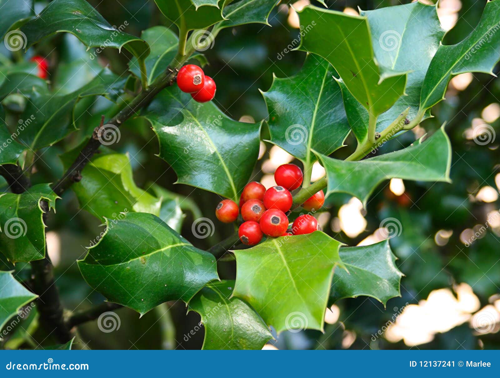 Holly tree close-up stock image. Image of holidays, green - 12137241