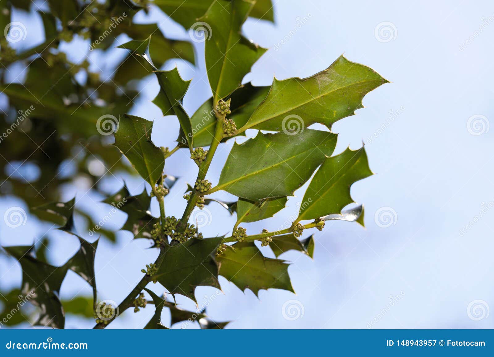 Holly tree close up view stock image. Image of outdoors - 148943957