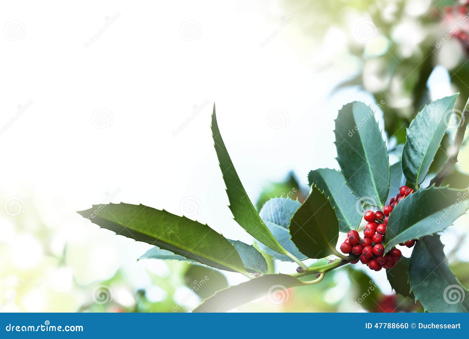 43,485 Festive Holly Stock Photos - Free & Royalty-Free Stock Photos ...