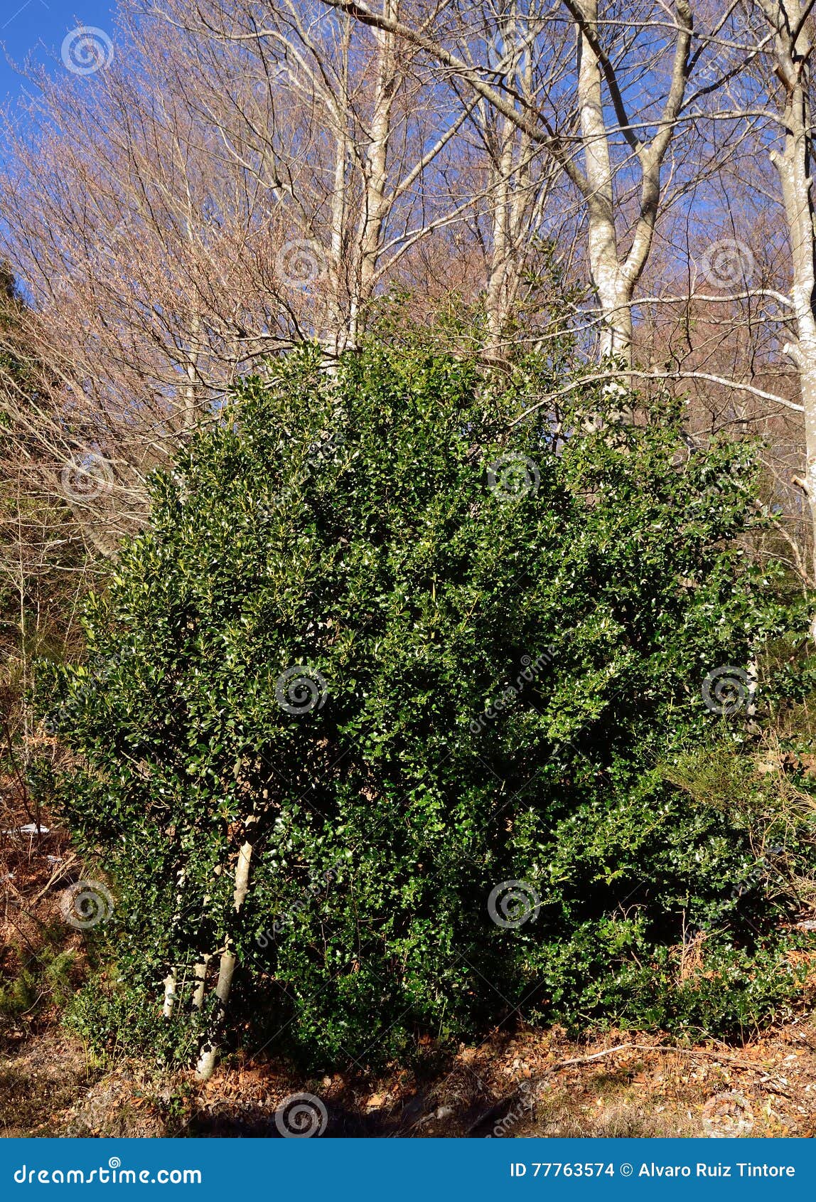Holly tree stock photo. Image of forest, foliage, landscape - 77763574