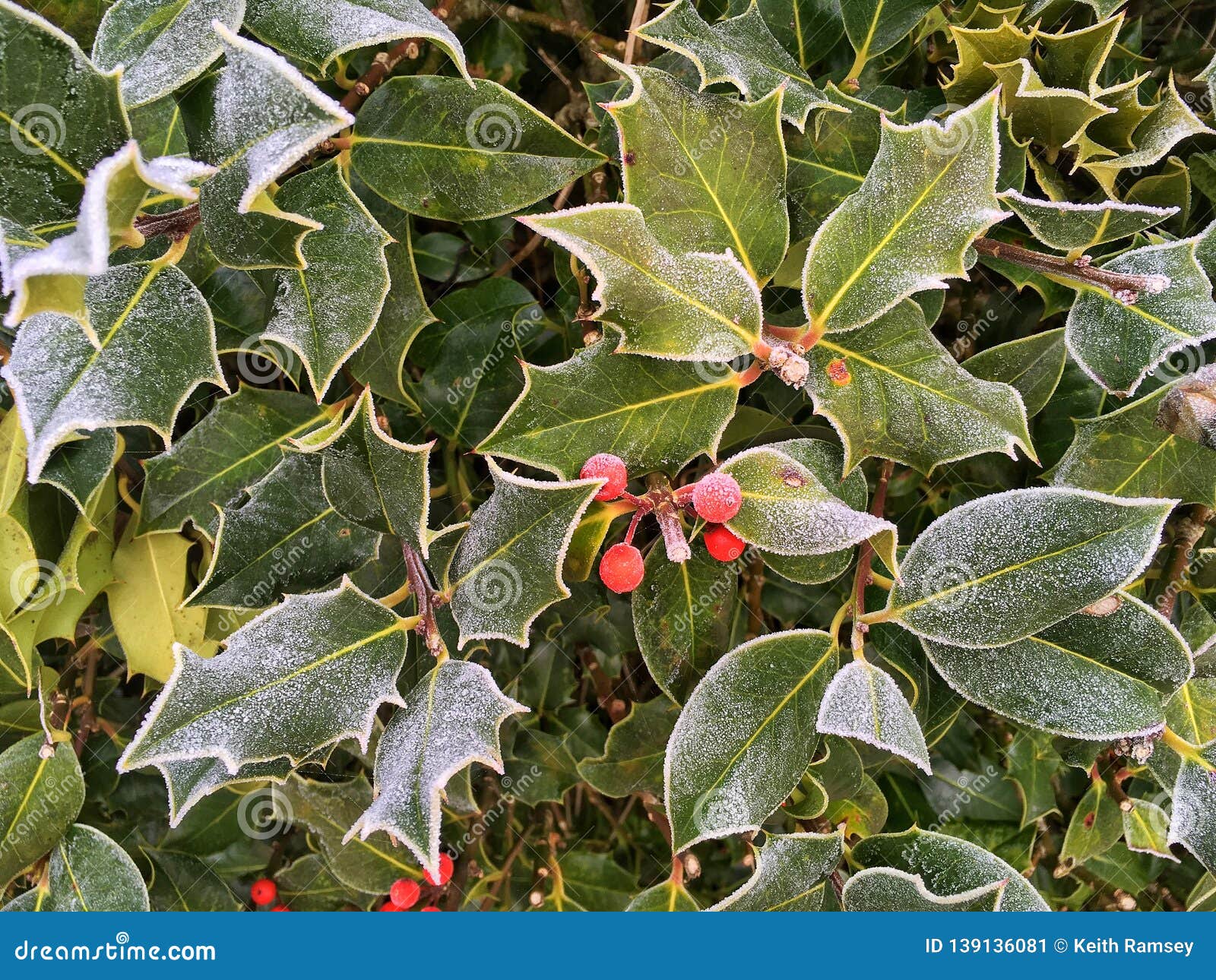 Holly stock image. Image of botanical, tree, leaf, frost - 139136081