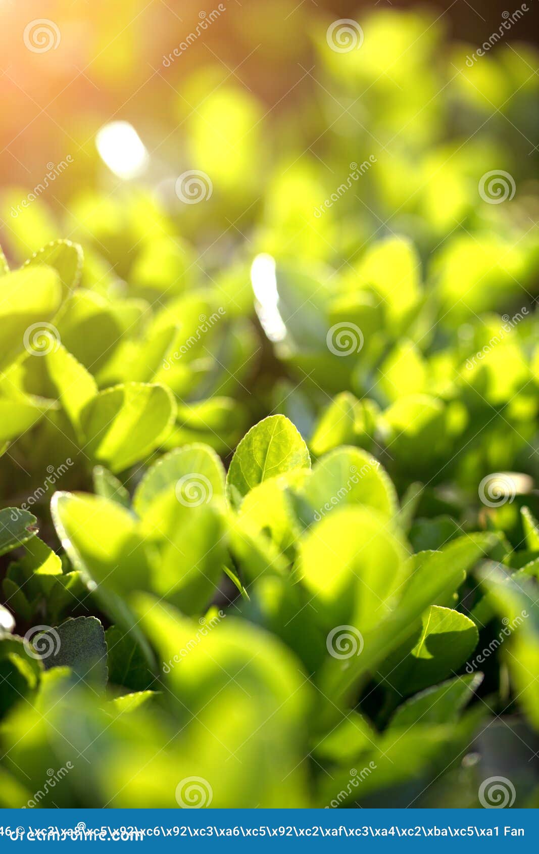 Holly Tree Growing Outdoors in Spring Stock Photo - Image of green ...