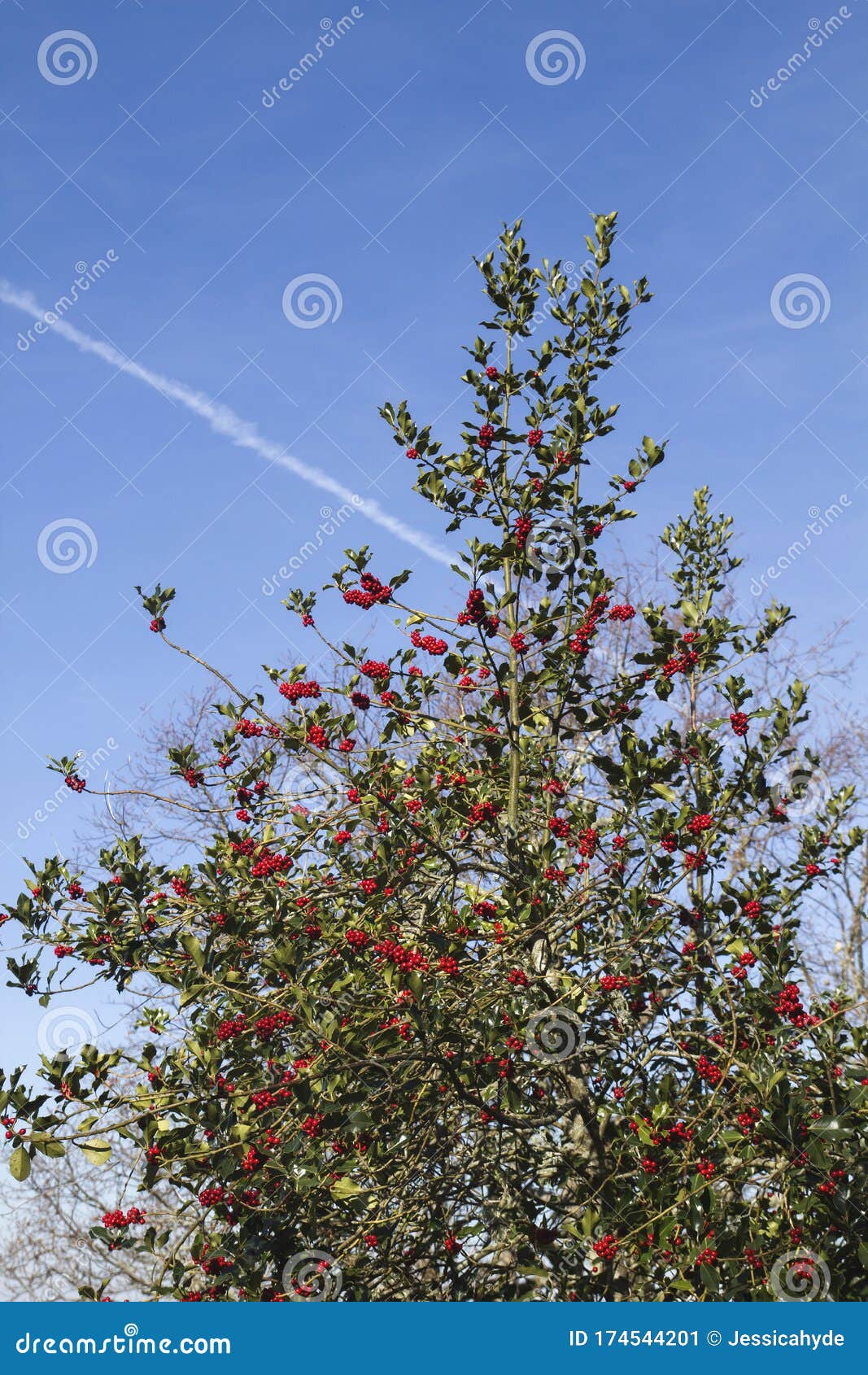 Holly Tree with Red Berries Stock Image - Image of brance, fruits ...