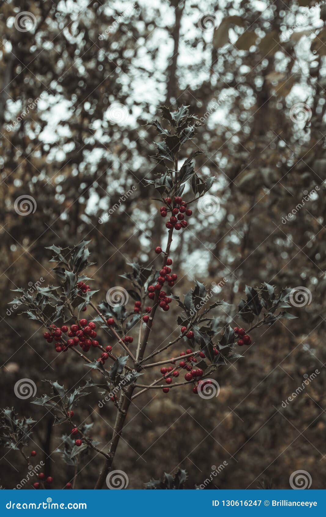 Holly Tree with Red Berries in the Autumn Season Stock Image - Image of ...