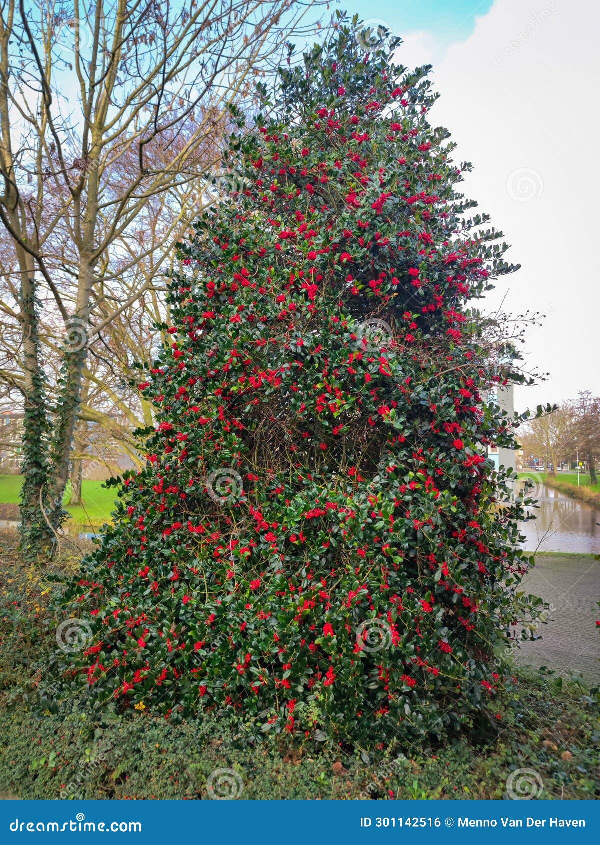 Holly Tree with Red Berries Stock Photo - Image of food, green: 301142516