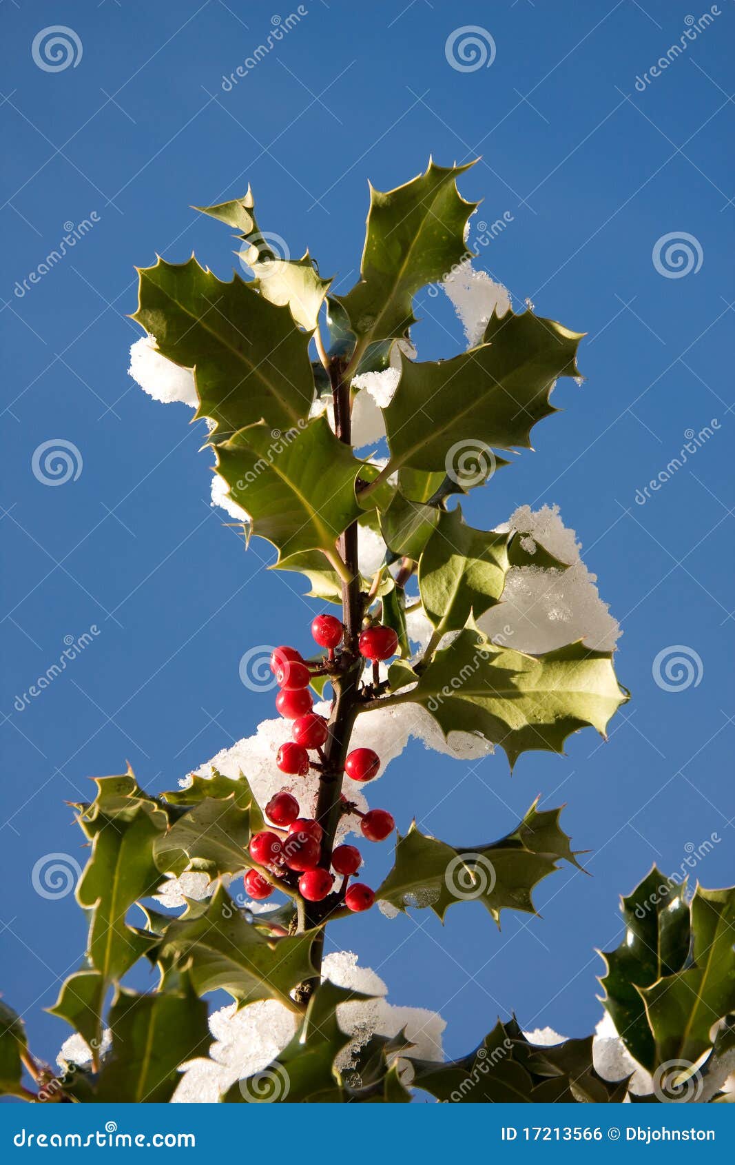 Holly Tree in Snow stock photo. Image of grey, branch - 17213566