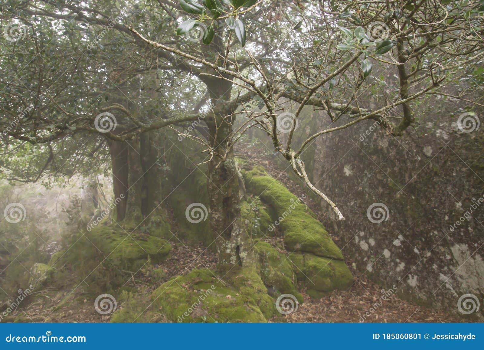 Holly Trees In Haunted Forest Royalty-Free Stock Photography ...