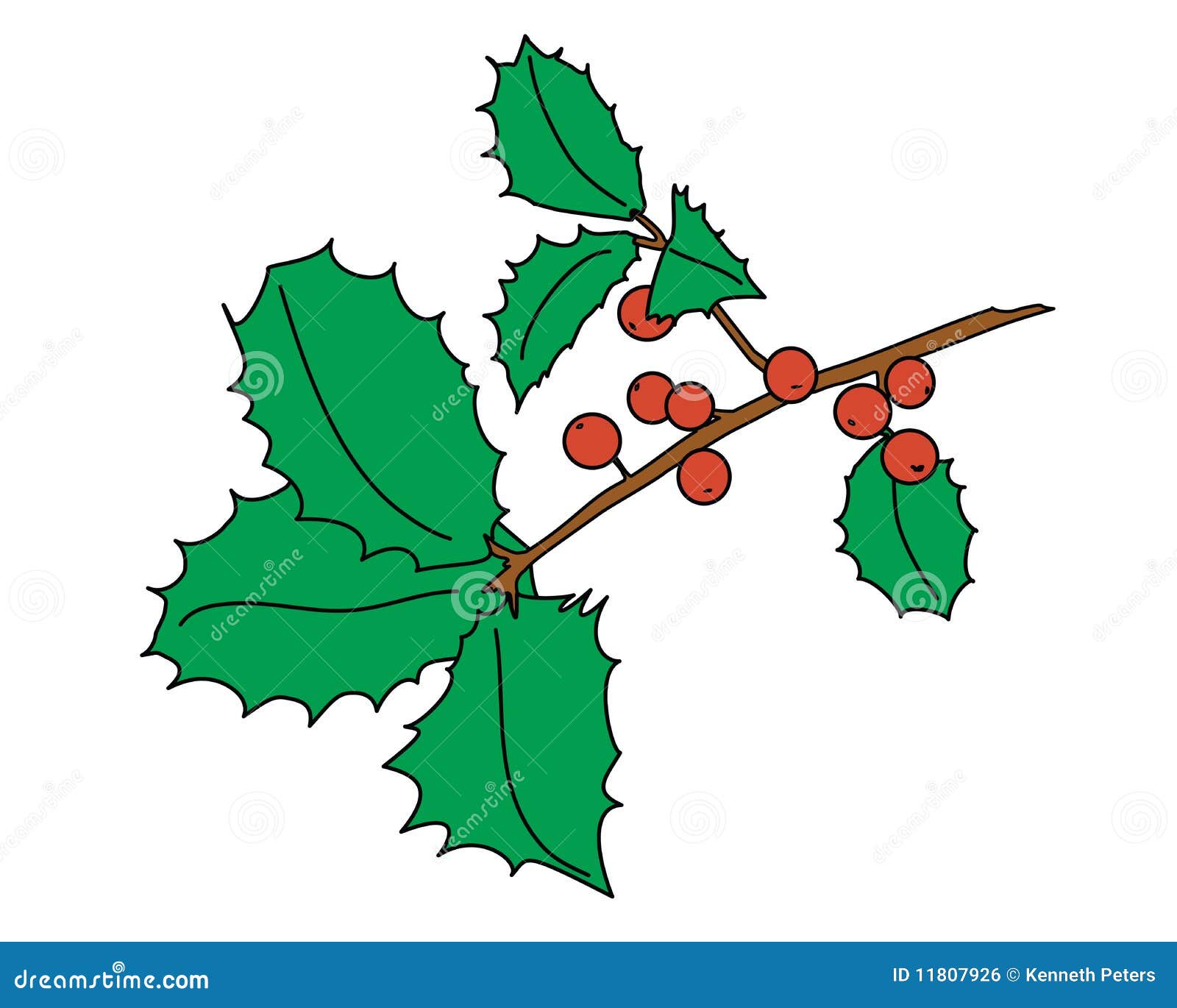 Holly Twig stock vector. Illustration of sprig, green - 11807926