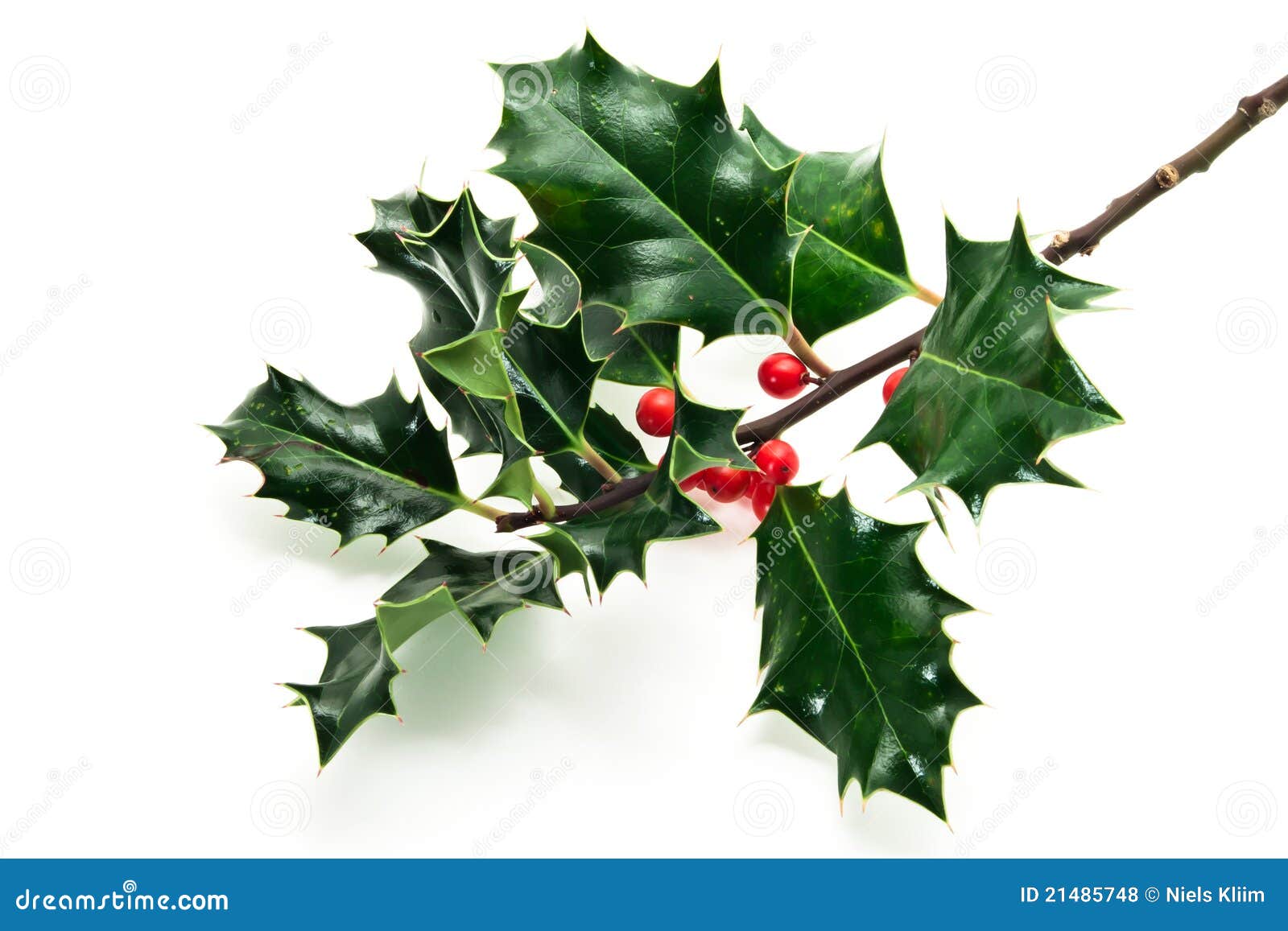 Holly twig stock photo. Image of berry, christmas, background - 21485748